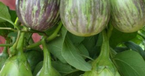 VNR Brinjal Vegetable Seeds VNR SIMRAN